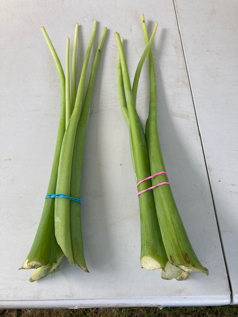 Nutritional Value of Taro Stalk – Fish Tree Farm